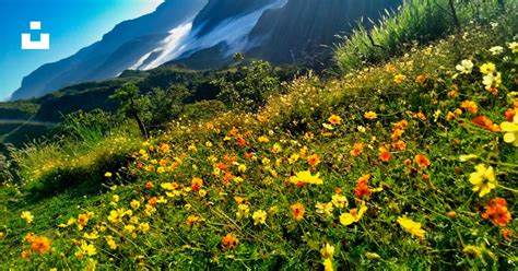 낮에는 푸른 하늘 아래 산 근처의 푸른 잔디밭에 노란색과 빨간색 꽃이 피었습니다 사진 Unsplash의 무료 자연 이미지