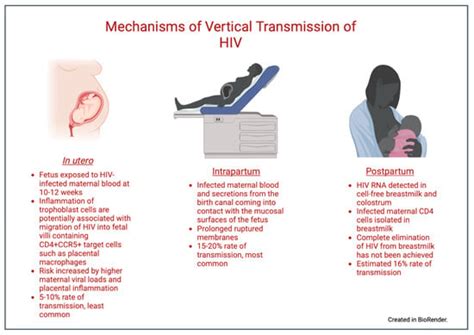 Hiv Transmission