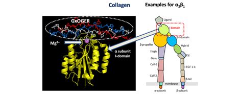 The Crystal Structures Of Integrin A2 I Domain And Its Mg 2 Dependent
