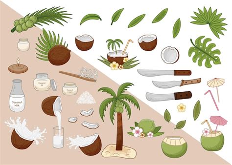 Premium Vector Set Coconuts Vector Illustrations Theme Coconut Production Half Coconut Slice