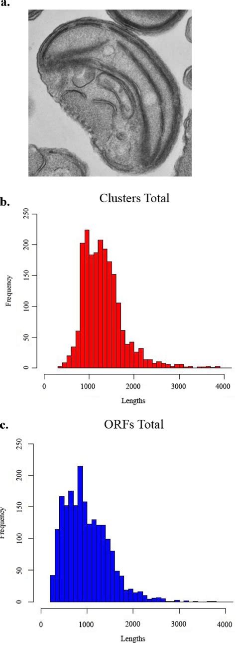 Ostreococcus Lucimarinus And Length Distribution Of Clustered Contigs Download Scientific