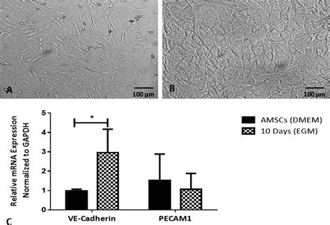 Endothelial Cell Differentiation A Amscs In Culture With Dmem B