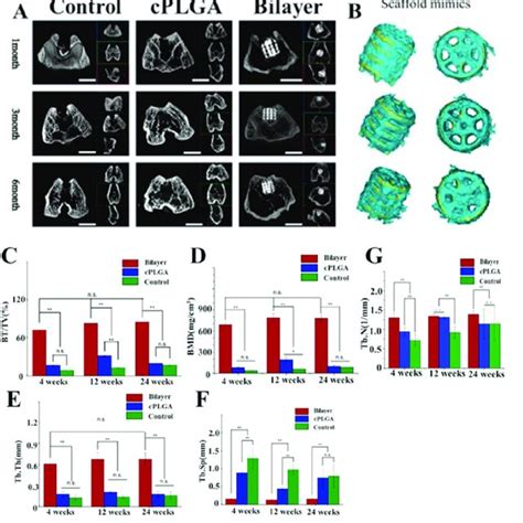 Microcomputed Tomography Micro Ct Evaluation A Representative Download Scientific Diagram