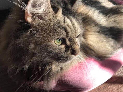 Ruby In Sunlight By Bttrflyhandgrenades On Deviantart