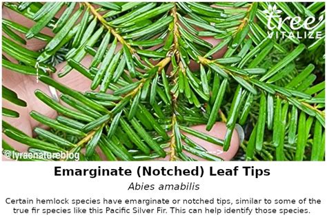 10 Different Types Of Hemlock Trees And Identifying Features