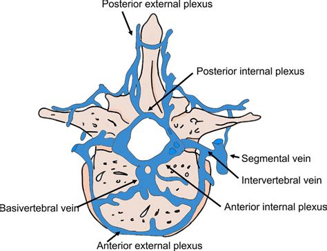 Venous System Of Vertebral Venous Plexus Art Print By