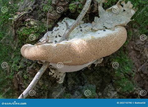 Fungi Are Saprophytes And Parasites That Live On Trees In Parks And Forests Of The Planet