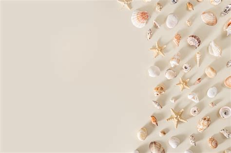 광선에 베이지 색 파스텔 배경에 그림자와 조개와 불가사리 여름 방학 개념 해상 및 바다 생물 테마 천연 조개 바다 별 돌로