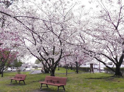 知恵の輪 石手川公園永木の桜1