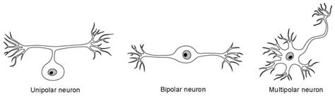 The Anatomy Of A Multipolar Neuron A Comprehensive Diagram