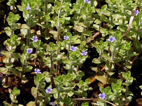 Bacopa Caroliniana Care