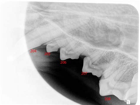 Normal Canine Dental Radiographs Vet Dent Edu