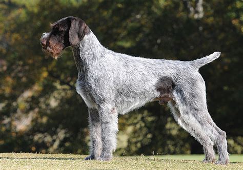 German Wirehaired Pointer Breeds