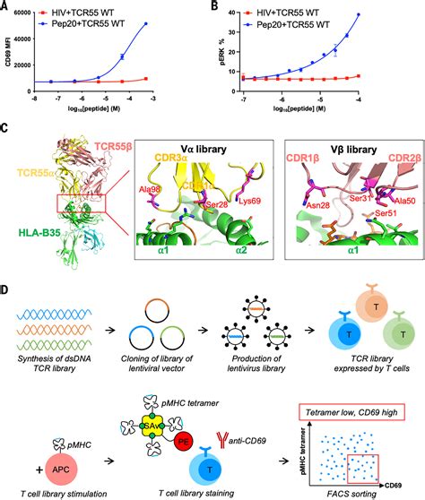 Tuning T Cell Receptor Sensitivity Through Catch Bond Engineering Science