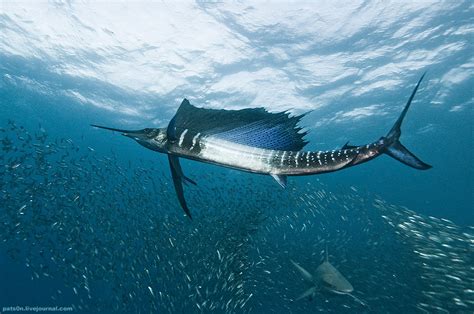Рыба парусник ( лат. Istiophorus)