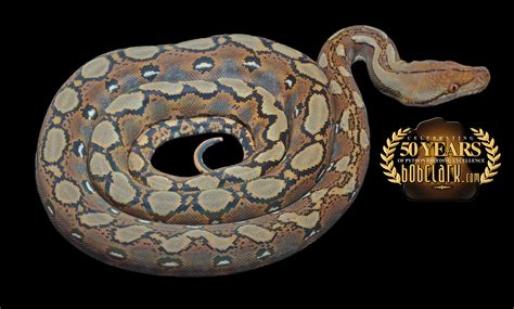 Reticulated Pythons