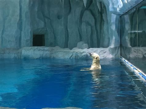 Chimelong Ocean Kingdom — Myriad Misadventures