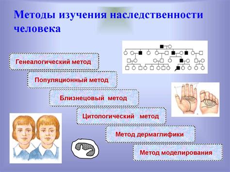 Методы изучения наследственности человека презентация онлайн