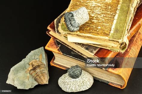 Fossil Trilobite Imprint In The Sediment An Imprint Of History Fossil Trilobite In Rock Stock