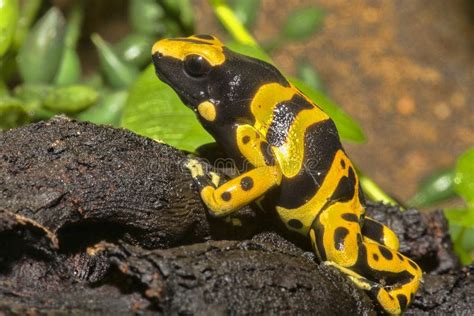 Tiny Dart Frogs Yelow Banded Pison Frog Dendrobates Leucomelas Stock