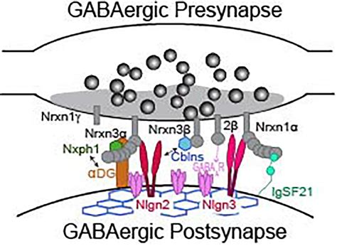 Frontiers Neurexins And Their Ligands At Inhibitory Synapses