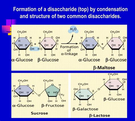 Carbohydrates Disaccharide Diagram Gtssye