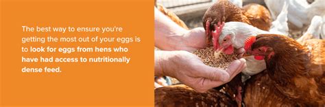 What Cage Free Eggs Really Means Sauders Eggs