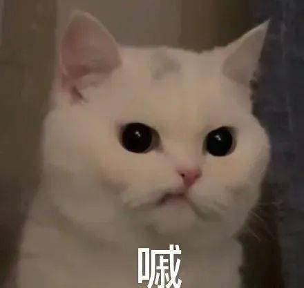 沙雕动图头像 搜狗图片搜索