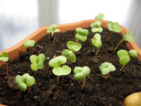 Вирощуємо редис на домашньому підвіконні