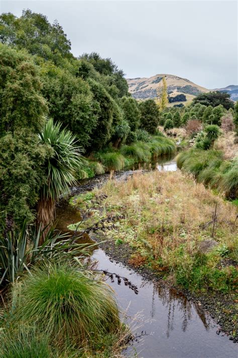 The Principles Of Effective Riparian Buffer Design Earth Sciences New Zealand Niwa