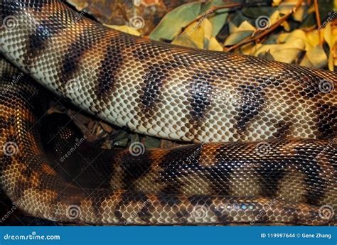 Black Headed Python Editorial Stock Image Image Of Reptile 119997644