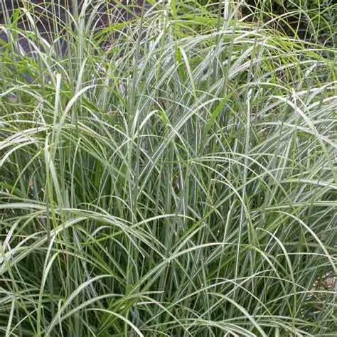 Miscanthus Adagio Eulalia Grass Sugar Creek Gardens Sugar Creek Gardens Plant Nursery For