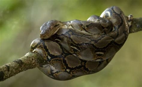 Python Genus Alchetron The Free Social Encyclopedia