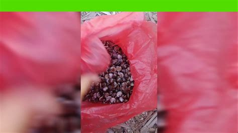 Mga Ilonggo Ilongga Jan Batad Kag Kasag Dira😊😊😊 Batad Kasag Yummy Youtube