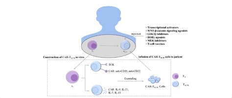Treatments To Maintain And Induce T Cell Stemness T Cells Can Be Download Scientific Diagram