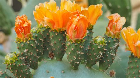 16 Types Of Cacti To Grow Around Your Home For Extra Security