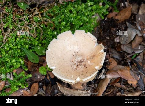 Edible Mushroom Infundibulicybe Geotropa Also Known As The Trooping