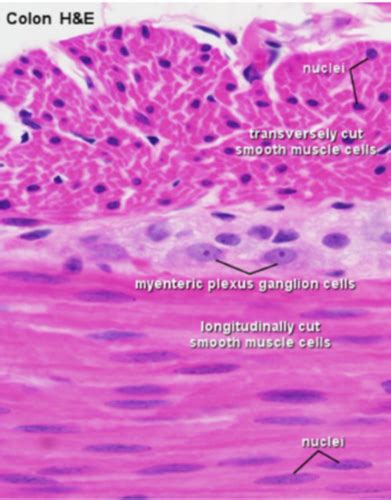 Smooth Muscle Flashcards Quizlet