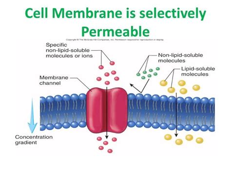 Anatomy 🔴 Seventh Cervical Vertebra It Is Also Known As The