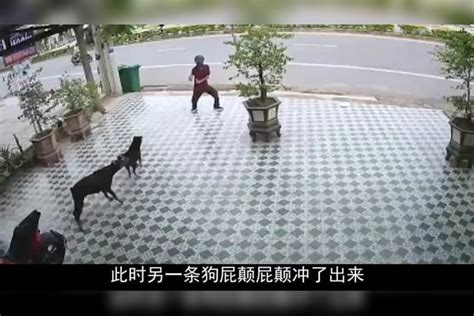 大狗突然袭击路人，男子一套武术巧妙化解，狗：草率了！