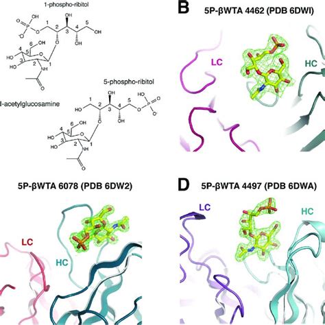 Structure Of The Synthetic Wall Teichoic Acid Epitope A Chemical