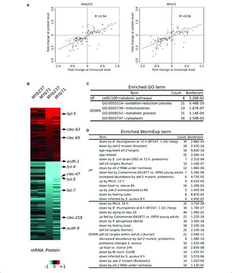 comparison of differential gene expression at transcript and protein