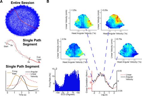 Conjunctive Cells Anticipate Movement A Top Path Plot For A Real Day