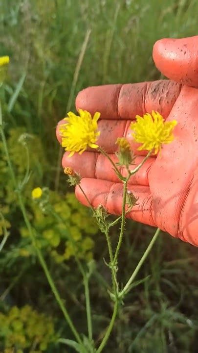Билките при първите слънчеви лъчи на Еньов ден Белият равнец за съжаление е прецъфтял 24 06