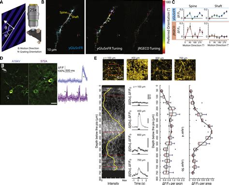 Imaging Neurotransmitter And Neuromodulator Dynamics In Vivo With Genetically Encoded Indicators