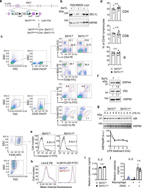 Sel1l Hrd1 Endoplasmic Reticulum Associated Degradation Controls Sting Mediated Innate Immunity
