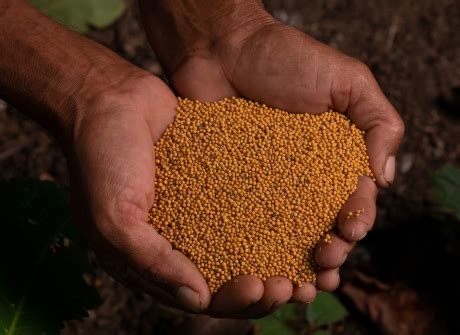 How Community Seed Banks Are Reviving Millets In Bihar