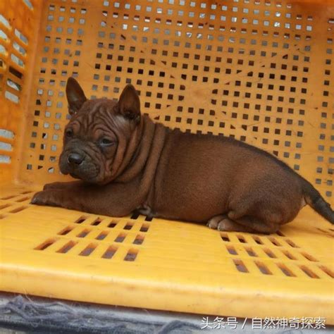 中國這一古老的犬種堪稱大陸最丑你認為和惡霸犬能比嗎 每日頭條