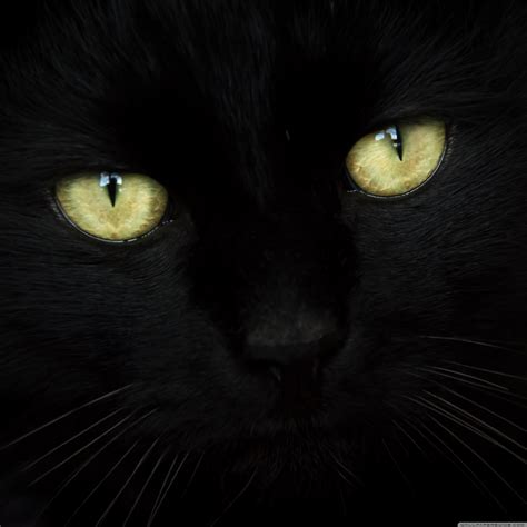 Black Cat Portrait 4k Uhd Wallpaper For Ultrahd Desktop And Tv