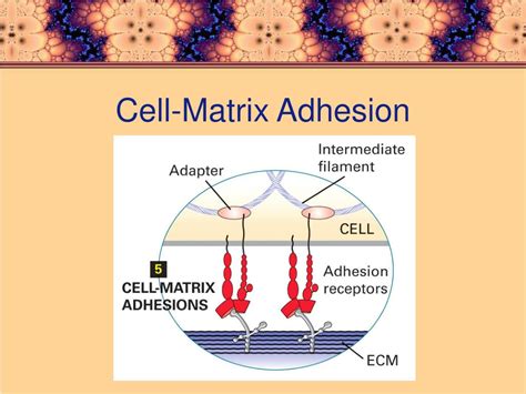 Ppt Integrating Cells Into Tissues Powerpoint Presentation Free Download Id 3089461